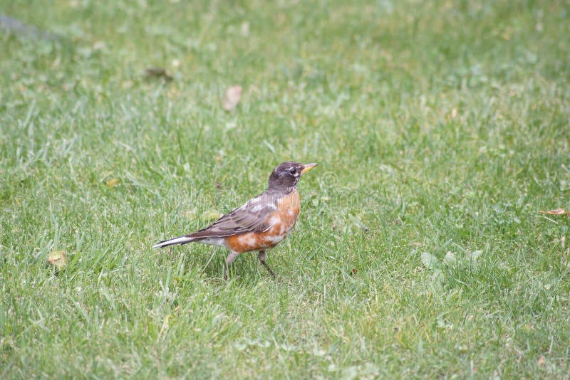 Sideview of robin. stock photo. Image of wildlife, summer - 207760708