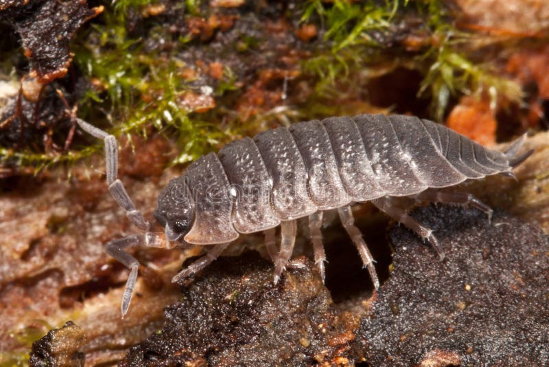 1,162 Woodlouse Stock Photos - Free & Royalty-Free Stock Photos from ...