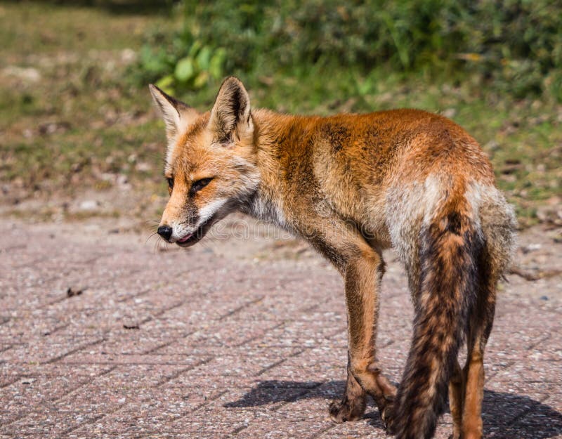 Sideview of a Young Fox in Late Summer Stock Image - Image of orange ...