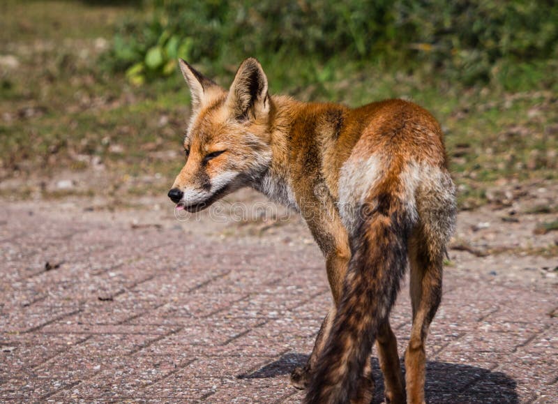 Sideview of a Young Fox in Late Summer Stock Image - Image of puppy ...