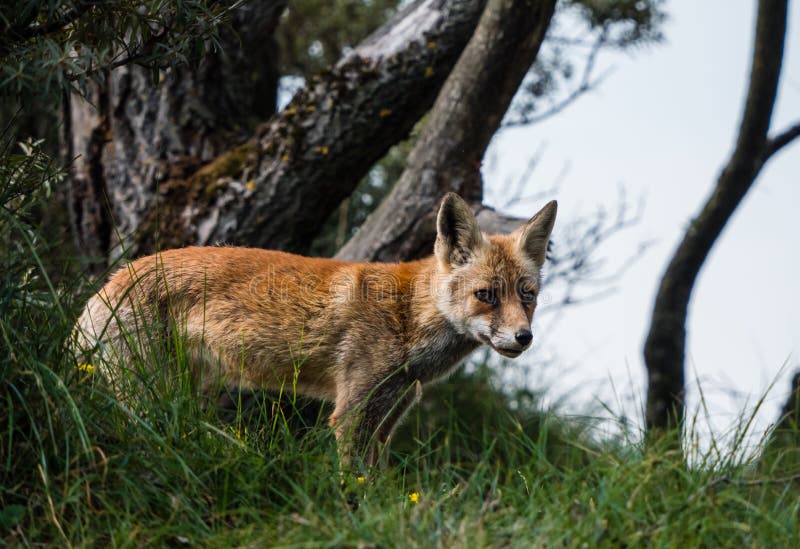 Sideview of a Young Fox in Late Summer Looking Down from a Hill Stock ...