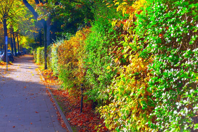 Sidewalk Bordered by Trees and Shrubs in Autumn Stock Photo - Image of ...