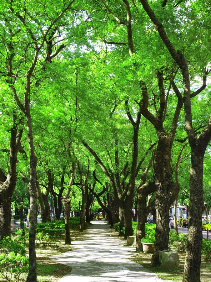 Sidewalk in city stock image. Image of foliage, beauty - 11084871