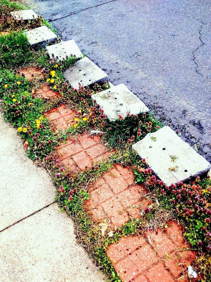 Flowers Around the Bricks on the Sidewalk Stock Image - Image of bricks ...