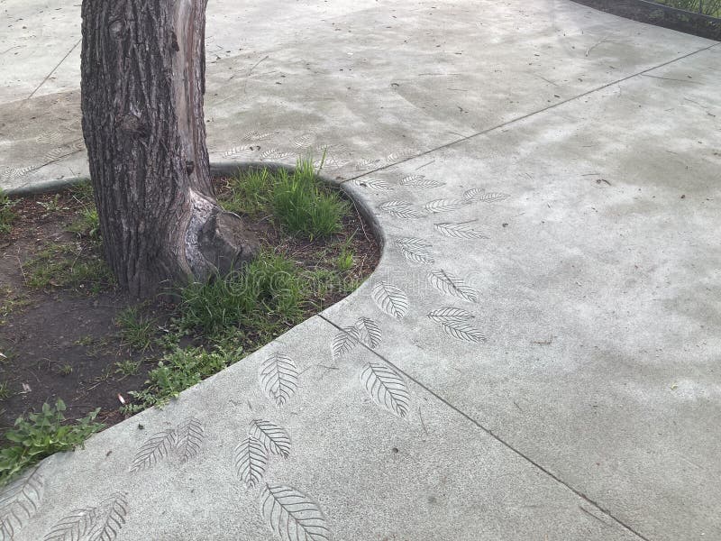 A Sidewalk Features Tree Roots Growing into the Cement, Creating a ...