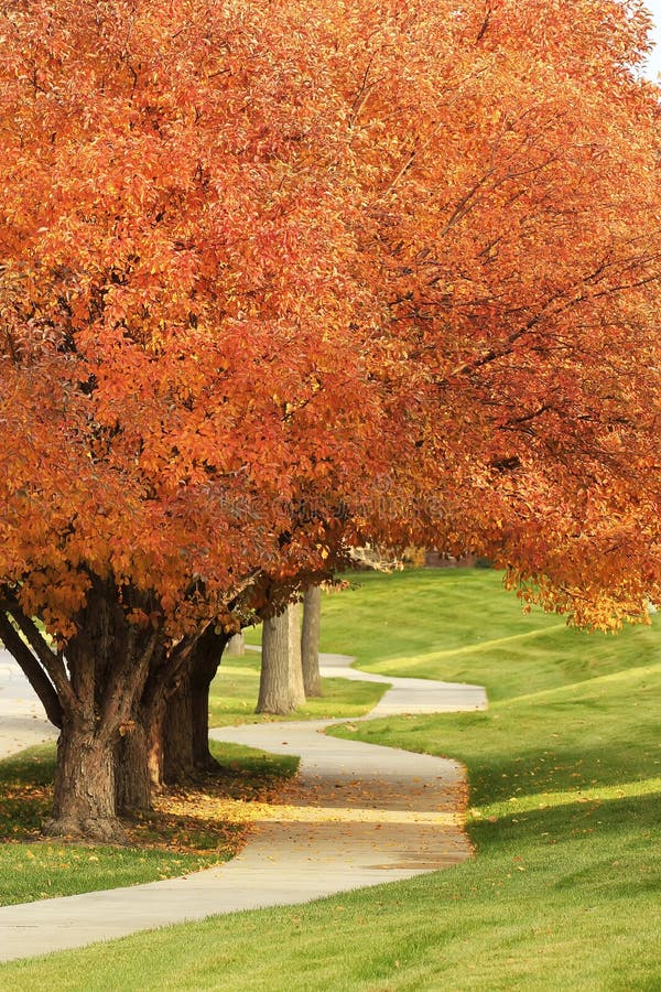 Sidewalk with Flowering Pear Trees Stock Image - Image of calleryana ...