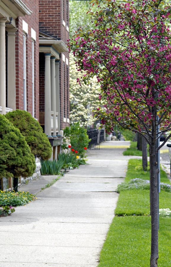 Sidewalk with Flowering Trees Stock Photo - Image of outside, flowers ...