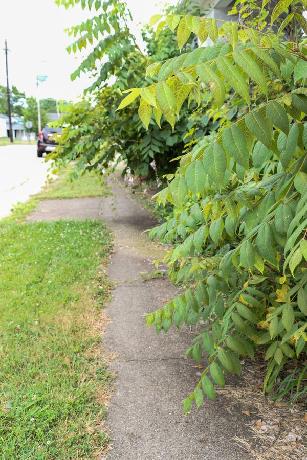 A sidewalk overgrown stock image. Image of pedestrian - 190995737