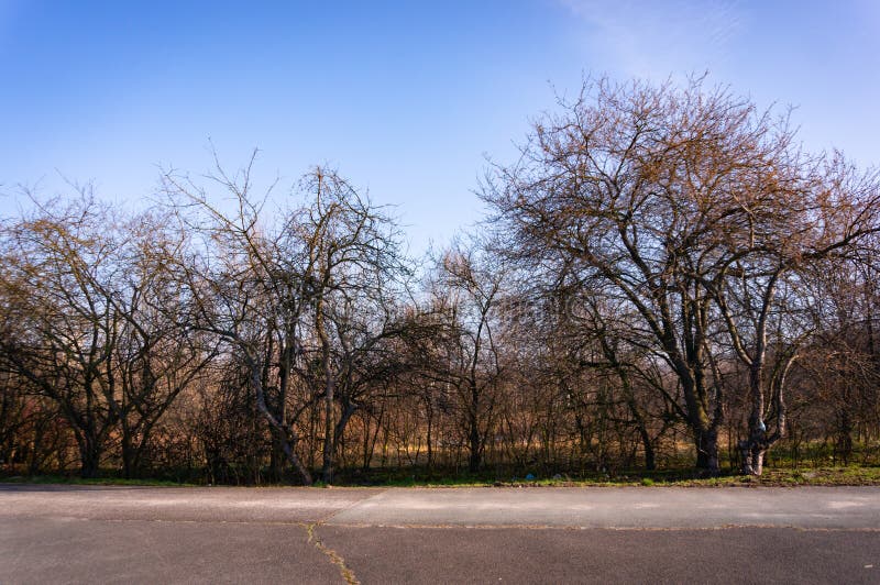 Sidewalk and Leafless Trees Stock Image - Image of asphalt, nature ...