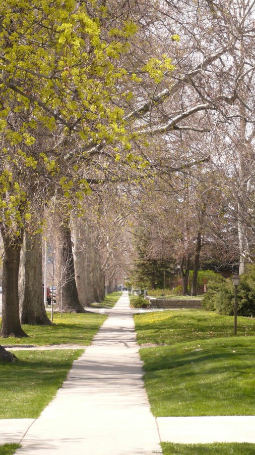 Sidewalk lined with trees stock image. Image of diminishing - 3640297