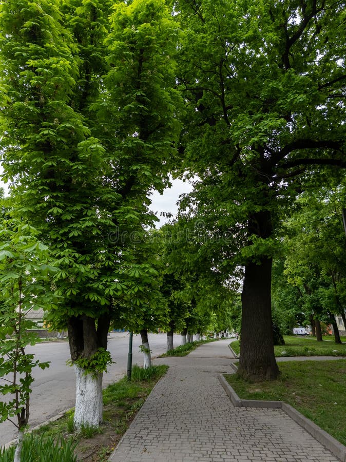 A Sidewalk Lined with Trees in a Park Next To a Road Stock Photo ...