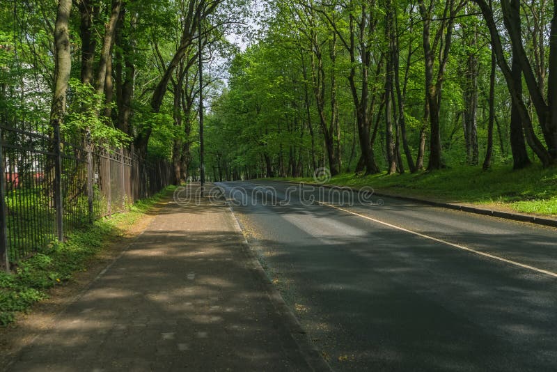 Sidewalk at Springtime with Sunlight and Springtime Green Forest Stock ...