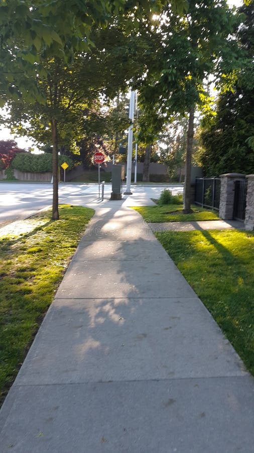 Sidewalk Sunny Trees Outside Stock Photo - Image of sidewalk, grass ...