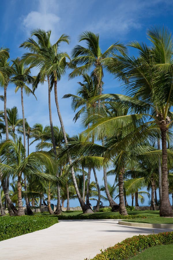 Sidewalk To the Beach Surrounded from Palm Trees with a Blue Sky Stock ...