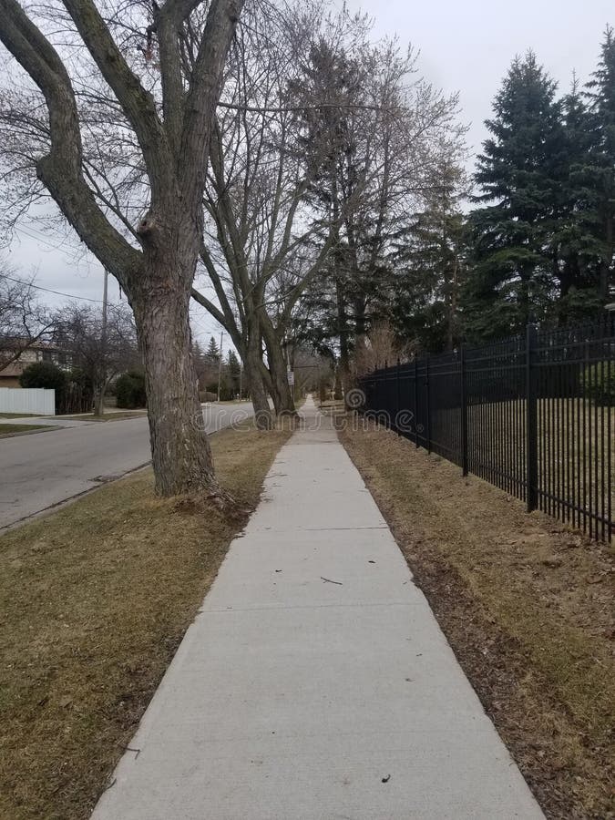 Sidewalk Trees Afternoon stock photo. Image of walkway - 244640442