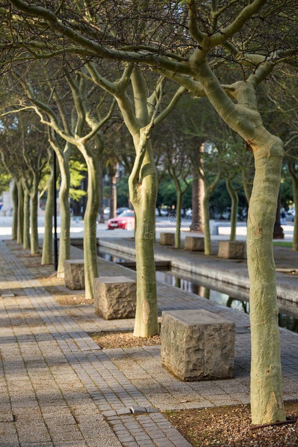 Sidewalk with trees stock photo. Image of pedestrian - 255327994