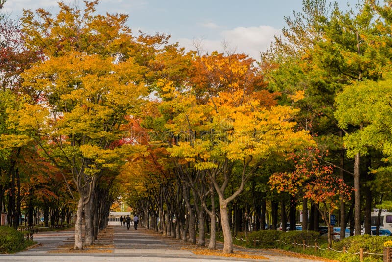 Sidewalk Under Trees in Beautiful Fall Colors Stock Image - Image of ...