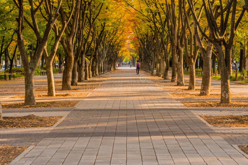 Sidewalk Under Trees in Beautiful Fall Colors Stock Photo - Image of ...