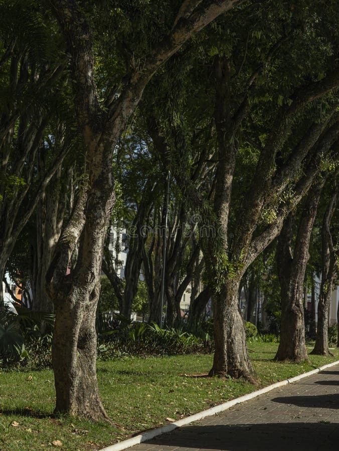 Sidewalk under the trees. stock photo. Image of grass - 217243704