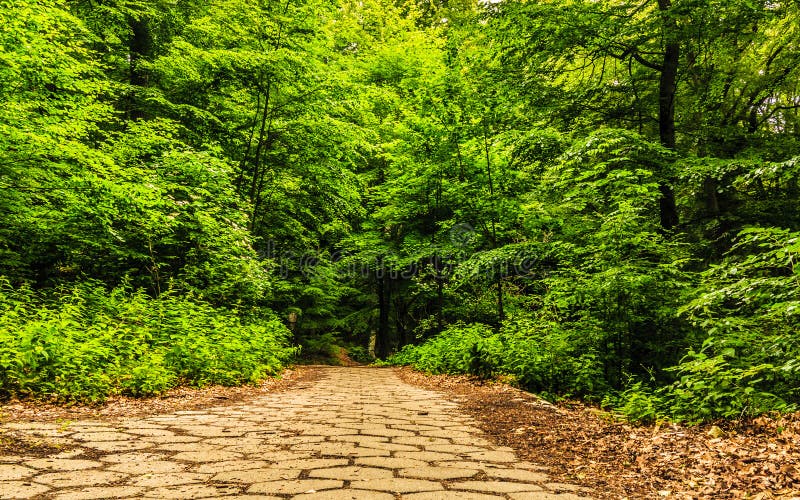 Sidewalk Walking Pavement in a Park or Forest Stock Image - Image of ...