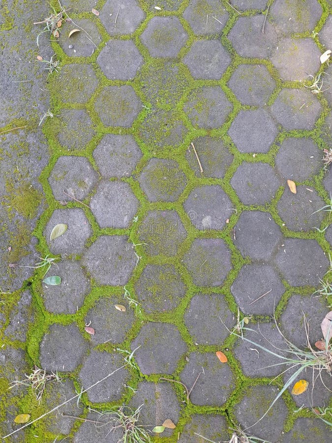 The Sidewalks are Overgrown with Moss Due To Humidity Stock Image ...