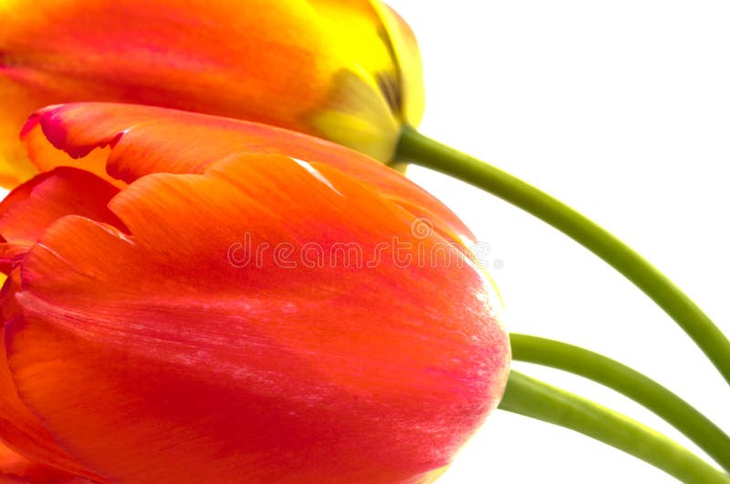 Sideways bright red tulip stock image. Image of tulip - 25445957
