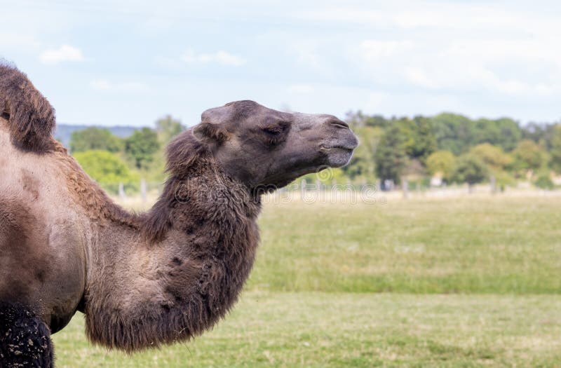 Sideways camel portrait stock image. Image of outdoor - 207637933