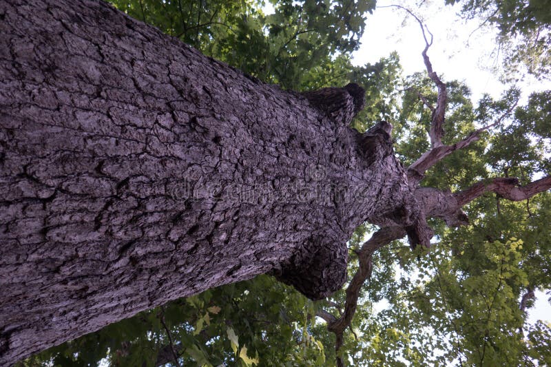 259 Knotty Trees Stock Photos - Free & Royalty-Free Stock Photos from ...