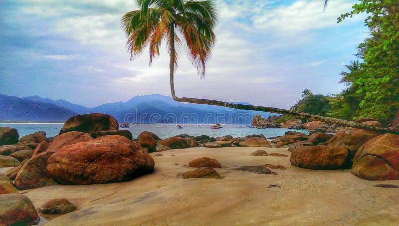 Sideways palm tree stock photo. Image of sideways, palm - 45214626