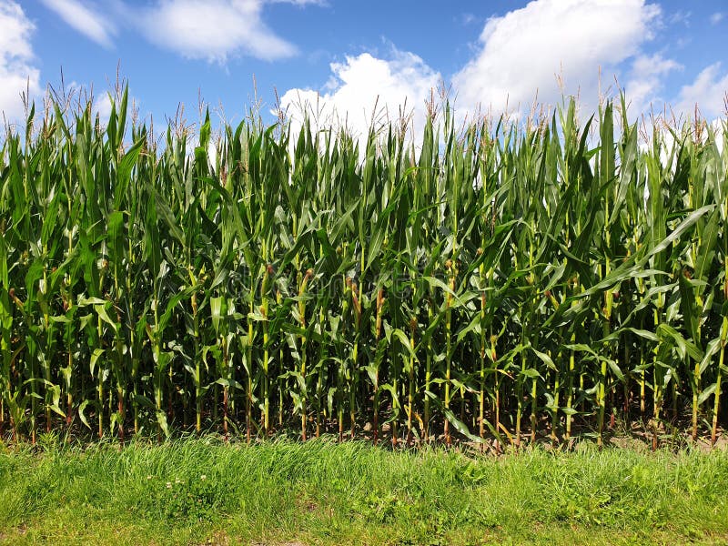 A Sideways Portrait of a Field of Corn Crops with Grass in Front of it ...