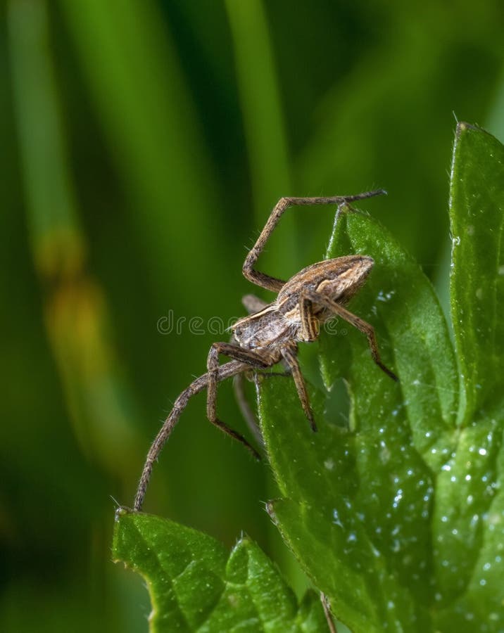 Nursery web spider stock image. Image of angle, sideways - 278555463