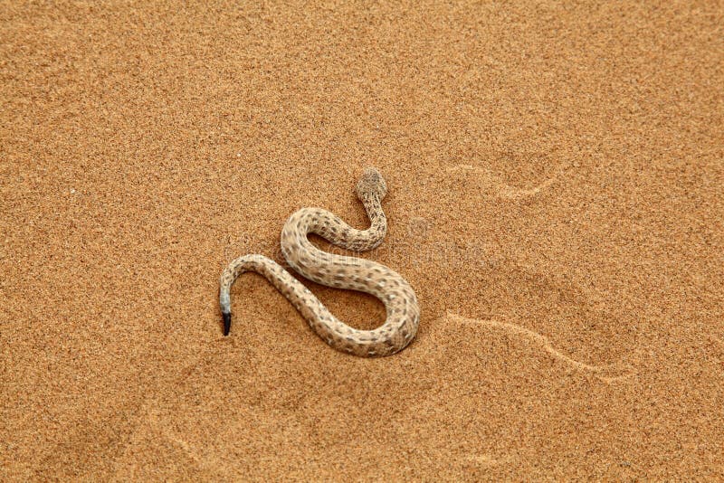 Sidewinder Rattle Snake Moving Stock Image - Image of menace, heat ...