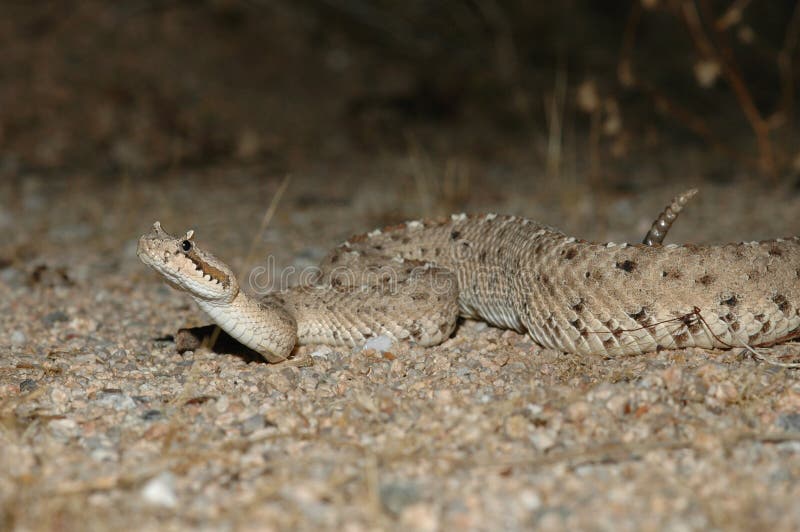 Sidewinder Rattlesnake stock photo. Image of sidewinder - 2320378