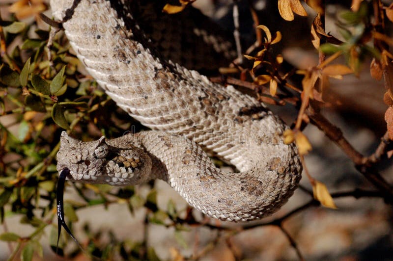 Sidewinder Rattlesnake in California. Stock Photo - Image of reptile ...