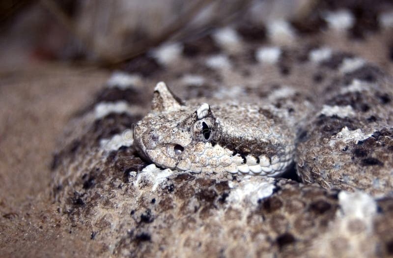 283 Sidewinder Snake Stock Photos - Free & Royalty-Free Stock Photos ...