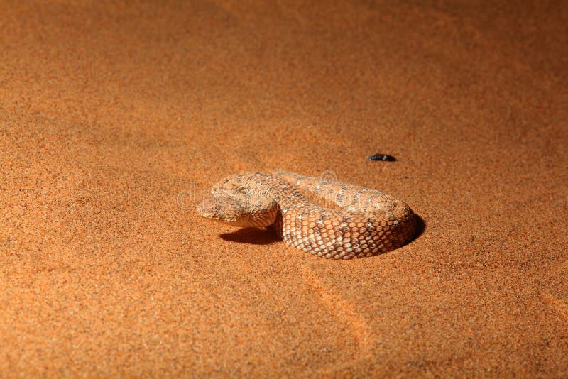 Sidewinder Snake elevated stock image. Image of predicament - 18681843