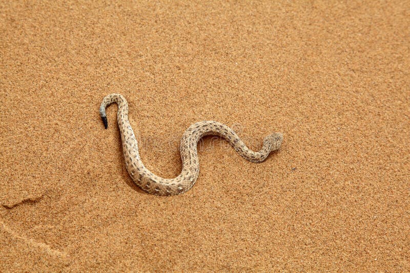 Sidewinder Snake Moving Royalty Free Stock Photography - Image: 18670407