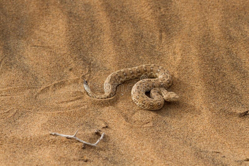 Sidewinder Snake in the Namib Desert Stock Image - Image of snake ...