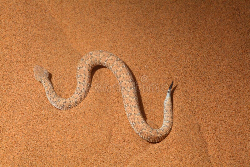 Sidewinder Snake top view stock photo. Image of predicament - 18667772
