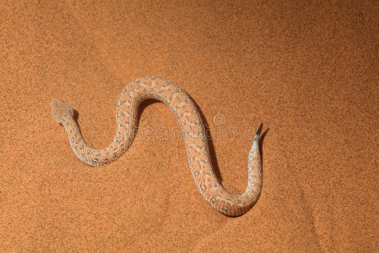 Sidewinder Snake top view stock photo. Image of predicament - 18667772