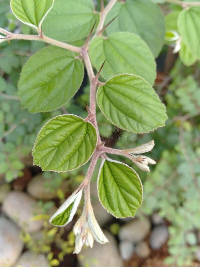 117 Sidr Tree Stock Photos - Free & Royalty-Free Stock Photos from ...