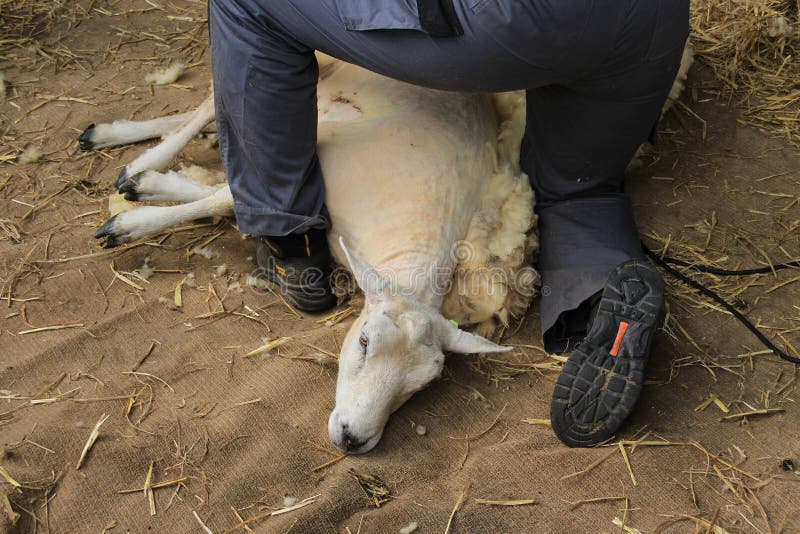 Sie Rasiert Ein Schaf Im Stall Des Bauernhofes Stockfoto - Bild von ...
