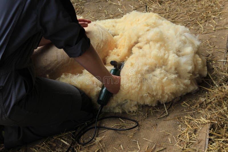 Sie Rasiert Ein Schaf Im Stall Des Bauernhofes Stockbild - Bild von ...
