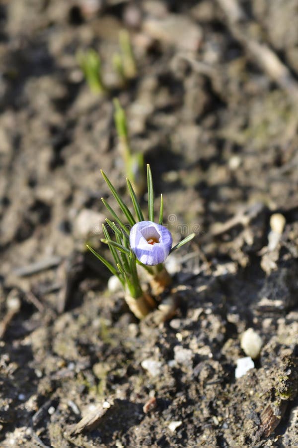 Siebers Crocus Tricolor stock image. Image of crocus - 274739121