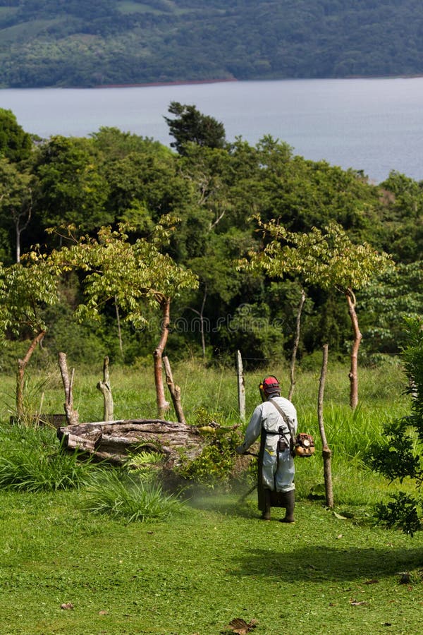 Siega en Costa Rica imagen de archivo editorial. Imagen de travieso ...
