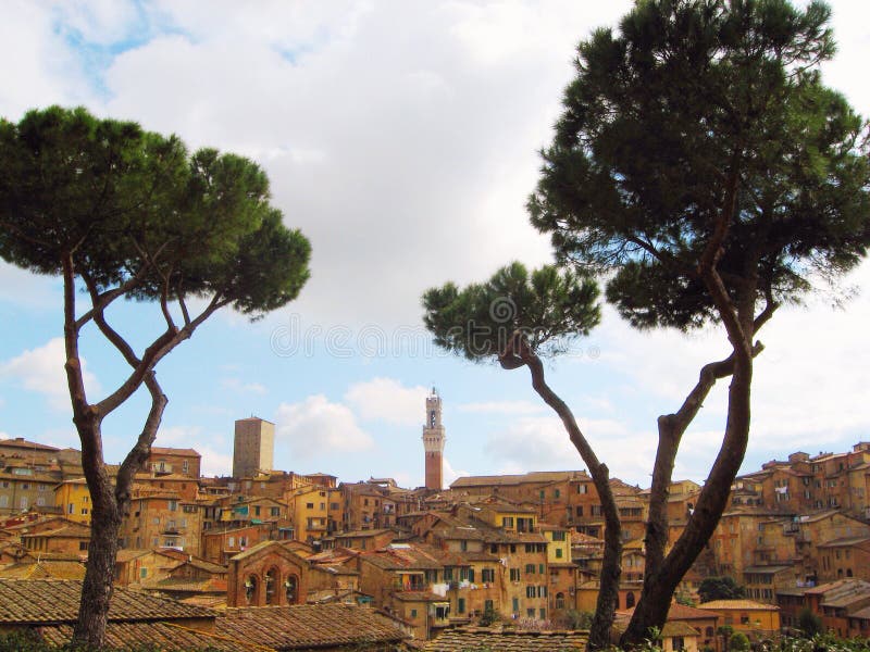 Sienna Trees stock image. Image of trees, colorful, gorgeous - 48992281