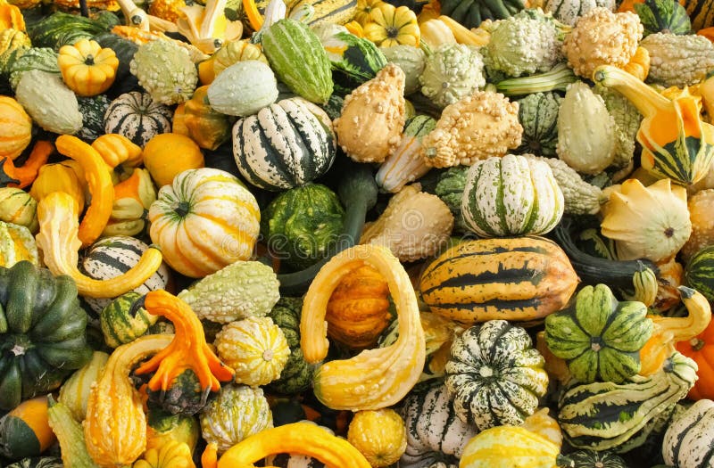 Sier pompoenen stock foto. Afbeelding bestaande uit kleurrijk - 41207534