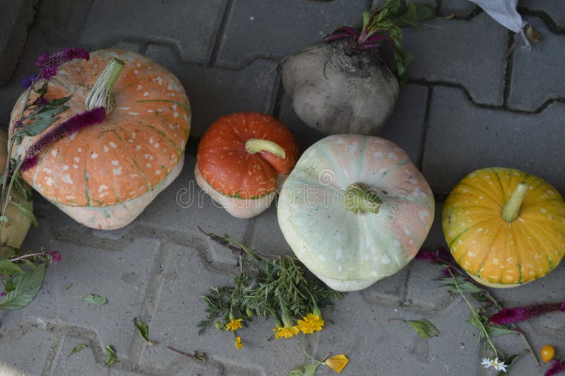 Sierpompoenen En Herfstdecoratie Stock Foto - Afbeelding bestaande uit ...