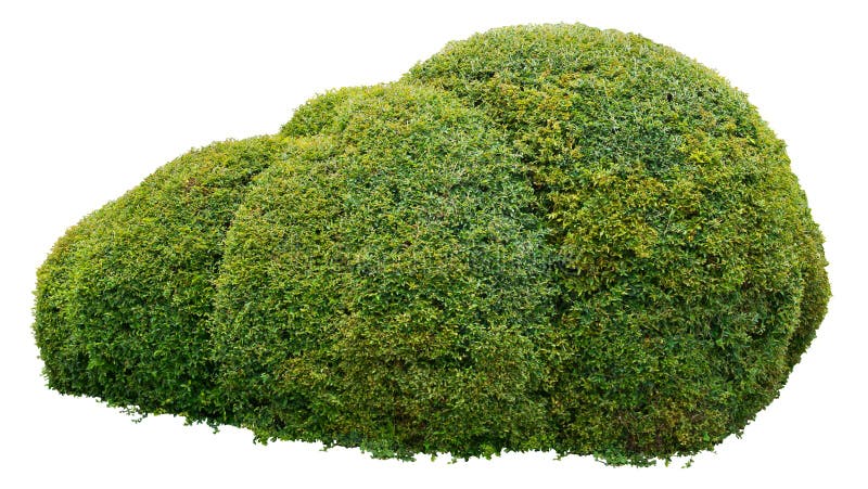 Sier struik stock afbeelding. Image of groen, haag, achtergrond - 43211255