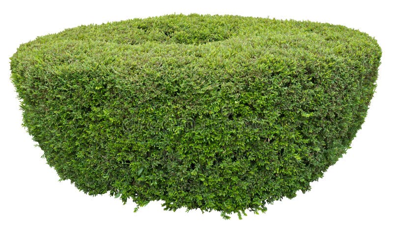 Ronde struik stock foto. Image of ronde, achtergrond - 26135584